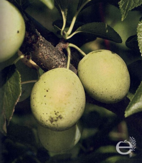 Prunier Pruneau Blanc - Fruitiers Bio