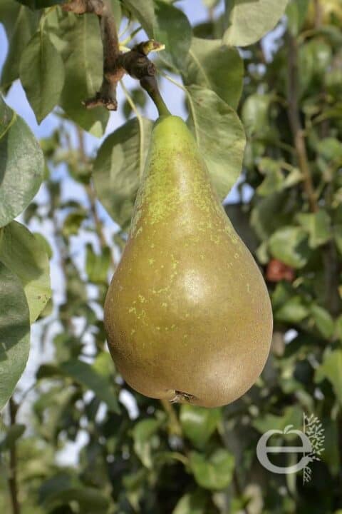 Poirier Conférence - Fruitiers Bio