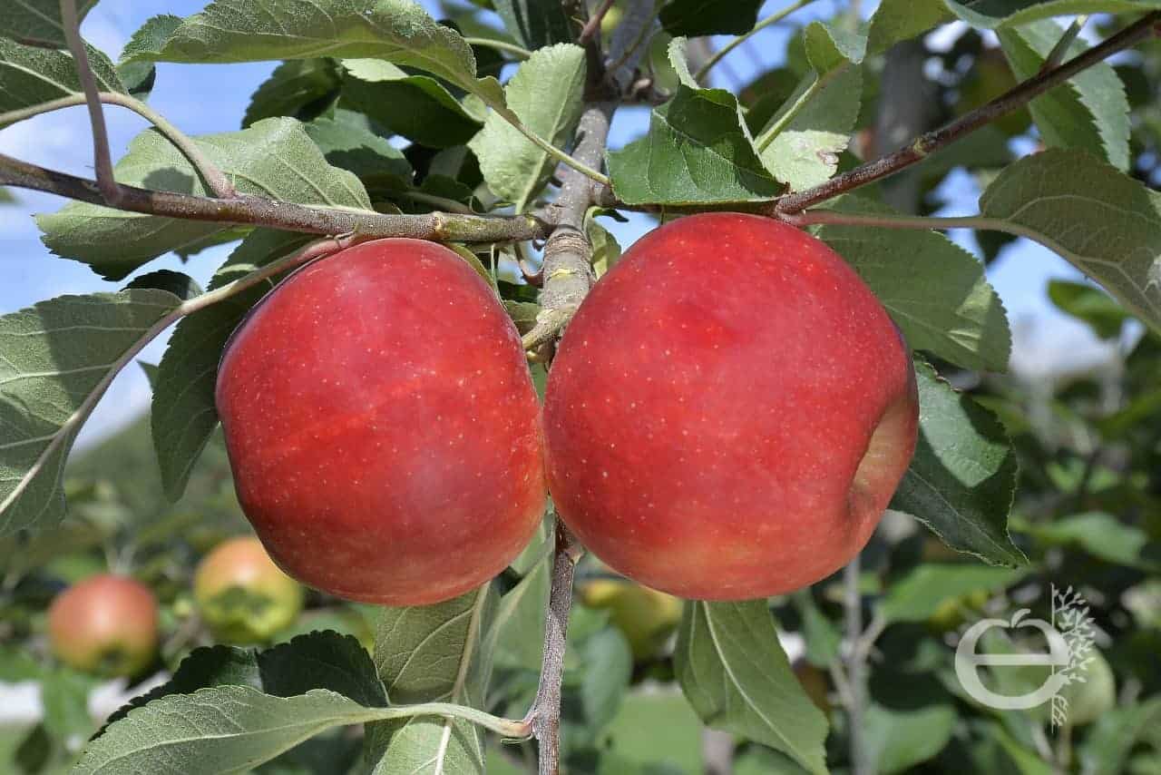 Pommier Elstar - Fruitiers Bio