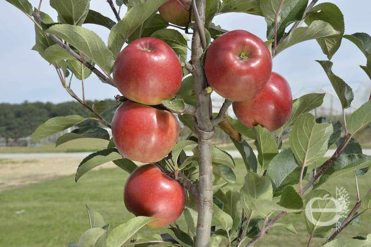 Pommier Elstar - Fruitiers Bio