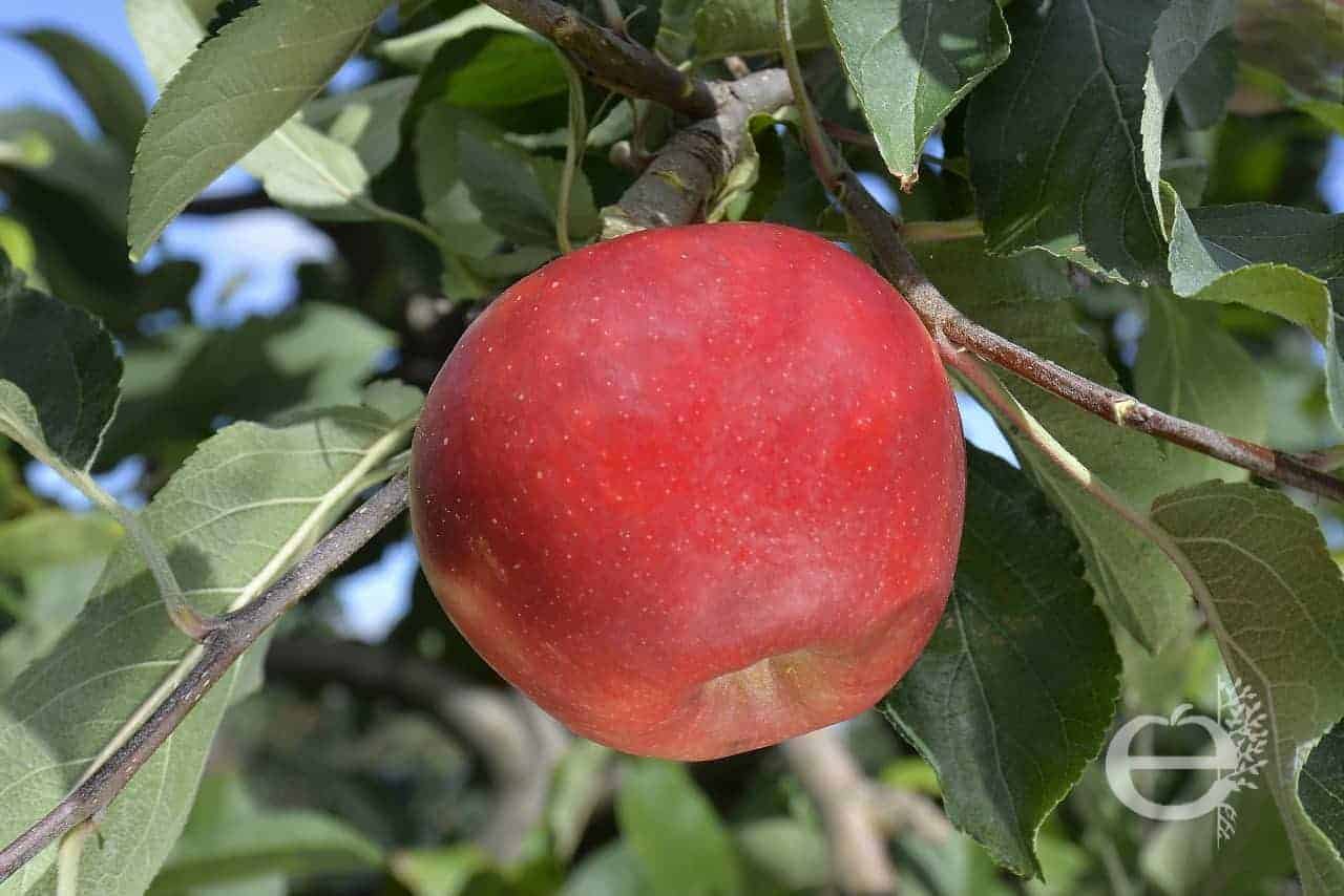 Pommier Elstar - Fruitiers Bio